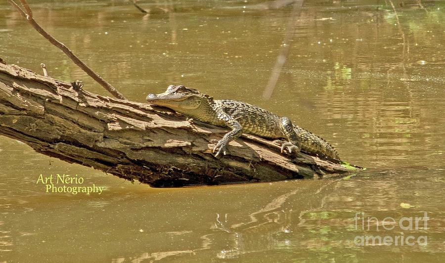 Bayou Gator Photograph by Art Nerio - Fine Art America