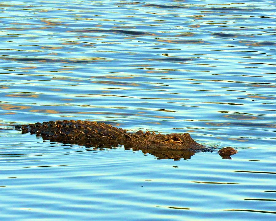 Bayou Morn Photograph by Greg Teysen - Fine Art America