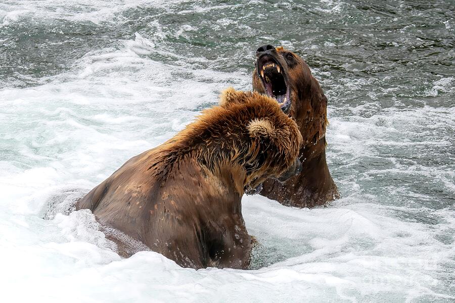 Bear Brawl Time Photograph by Jennifer Jenson - Fine Art America