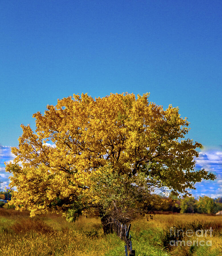 Beautiful Autumn Tree Photograph by Robert Bales - Fine Art America