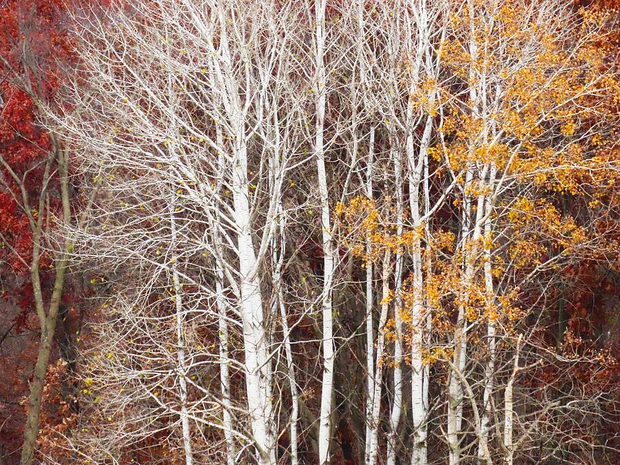 Beautiful Birch Trees in Autumn Photograph by Lori Frisch - Fine Art ...