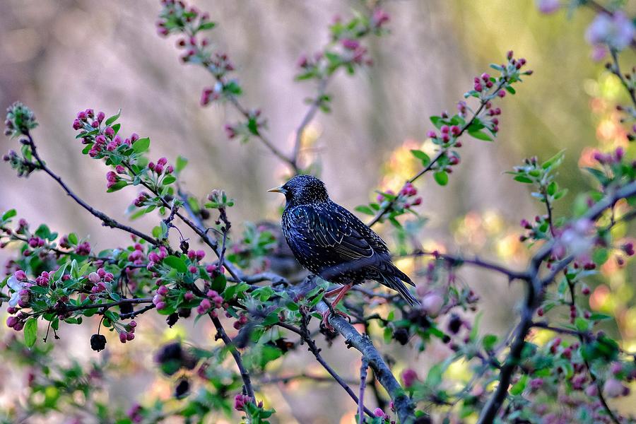Beautiful bird on a beautiful tree Photograph by Dimitrios Symeonidis ...