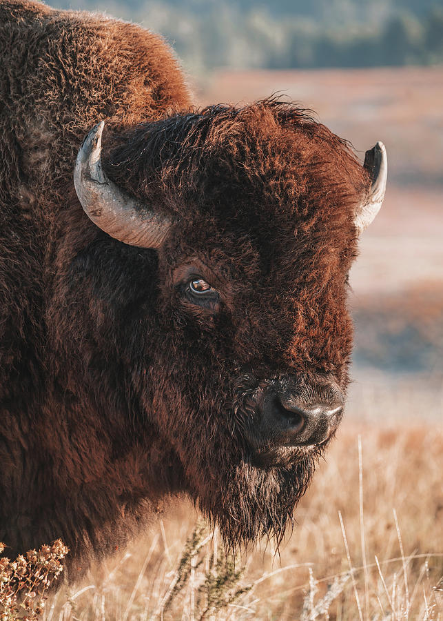 Beautiful Bison Portrait Photograph by Bella B Photography - Fine Art ...