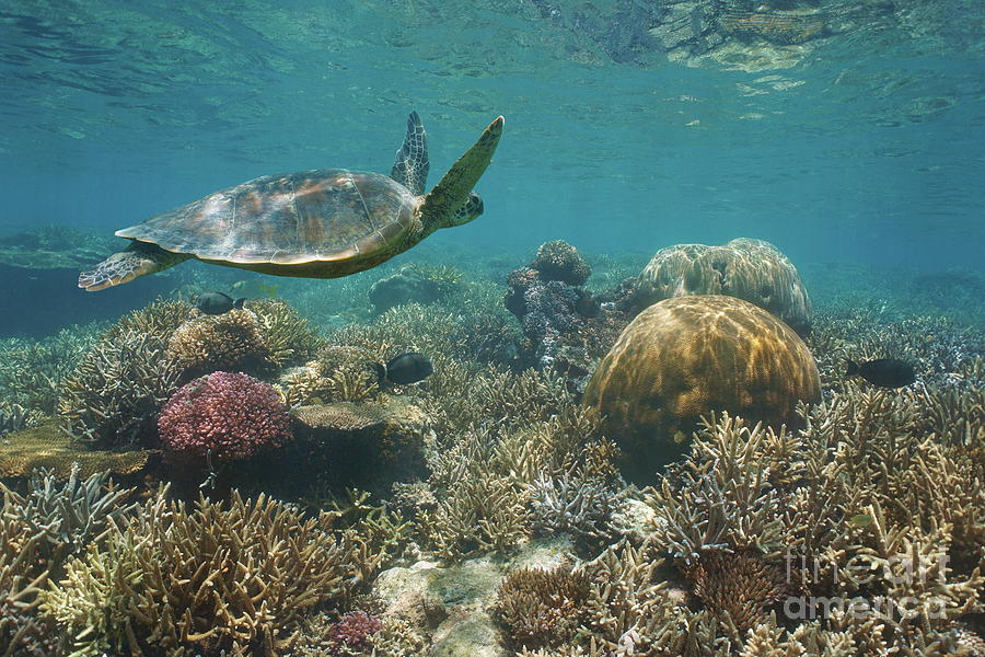 Beautiful coral reef with a sea turtle underwater Pacific ocean ...