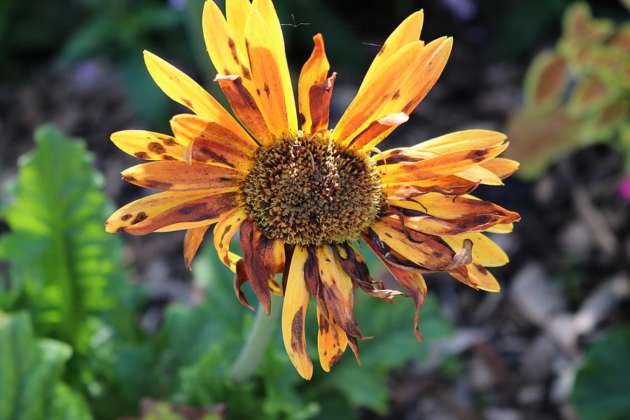 Beautiful Decay Photograph by Stephanie Kenady - Fine Art America