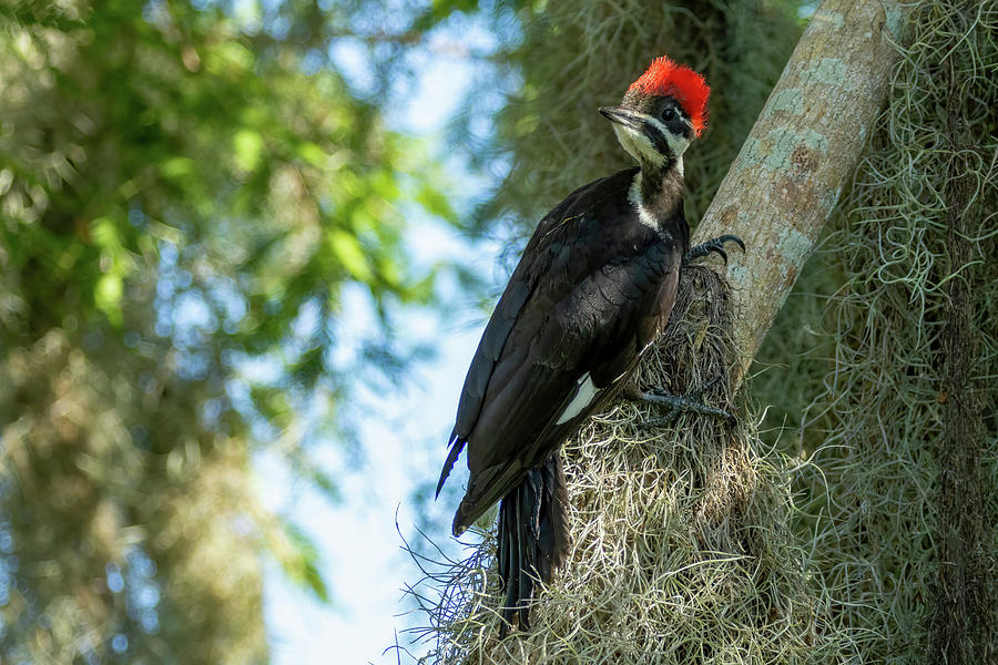 Beautiful Female Pileated Woodpecker Photograph by Heather Earl - Fine ...