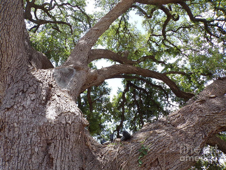 Beautiful Majestic Texas Live Oak Tree Nine Photograph By Joney Jackson