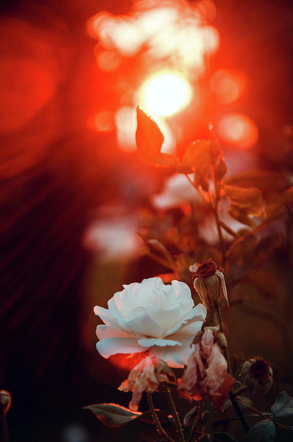 Beautiful rose in the red color sunset Photograph by George Mdivanian ...