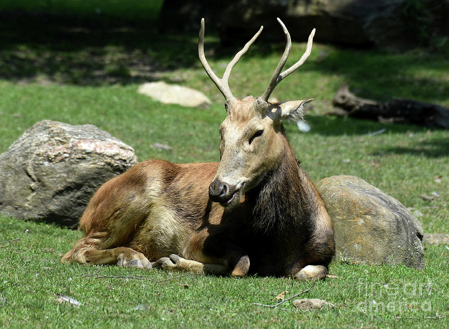 Beautiful Sleepy Pere Davids Deer with Antlers Photograph by DejaVu ...