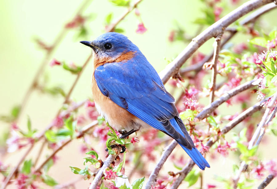 Beautiful Spring Bluebird Photograph by Tina LeCour - Pixels