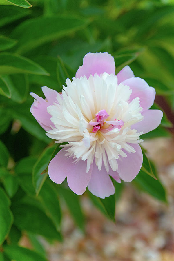 Beautiful Spring Flower-Howard County, Indiana Photograph by William ...