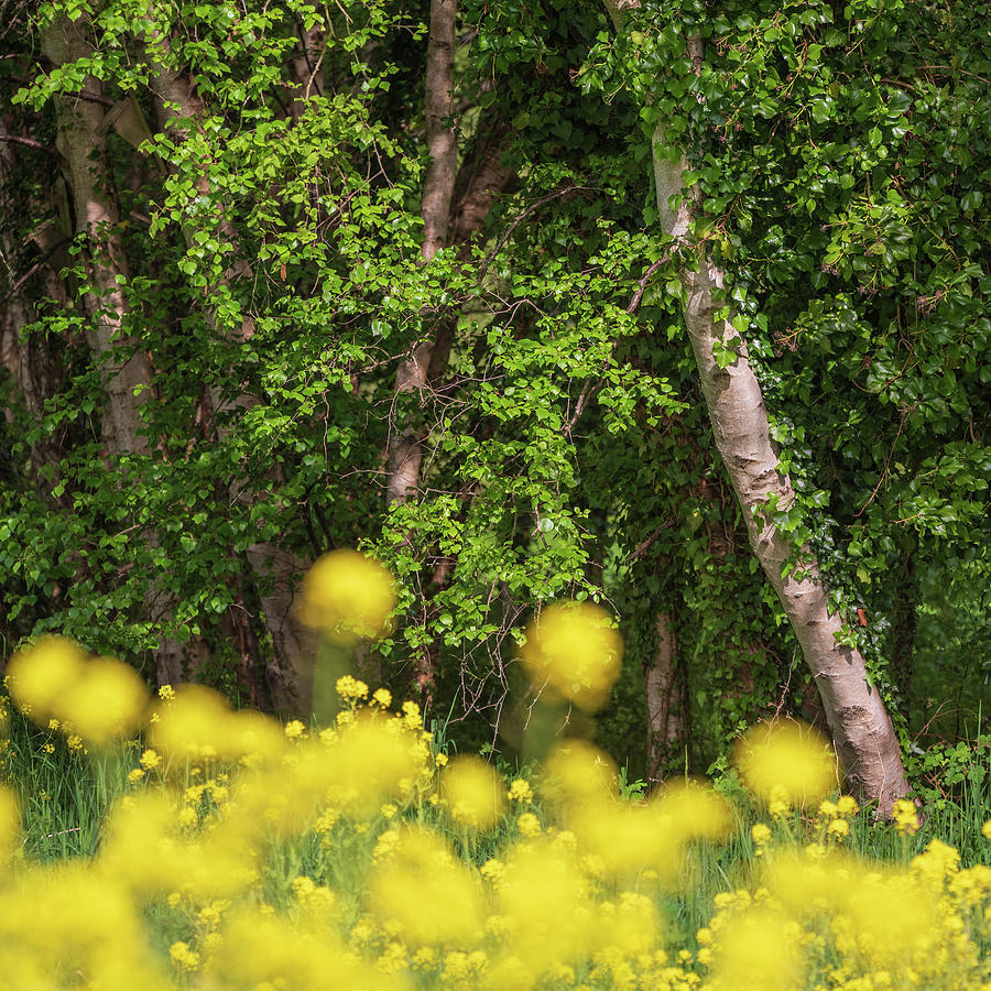Beautiful Spring landscape with shallow depth of field techniqur ...