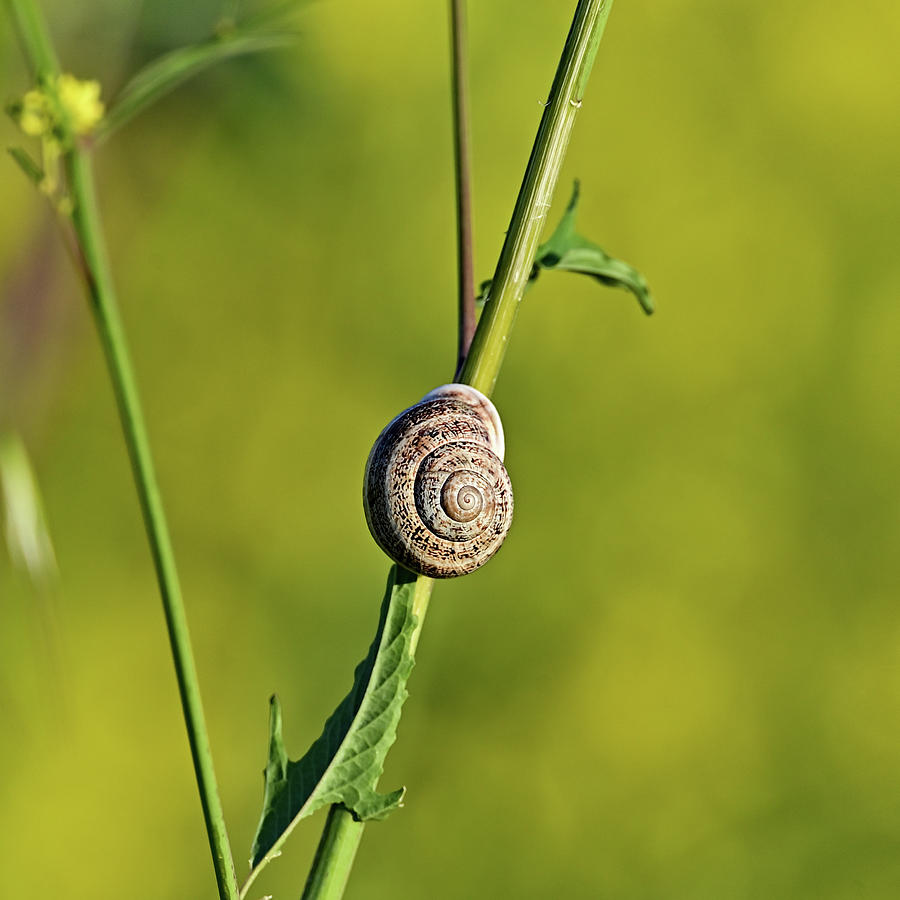 Beautiful Texture of a Snail Photograph by Amazing Action Photography ...