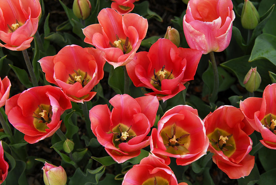 Beautiful Tulips from the Pacific Northwest Photograph by Keith Gondron ...