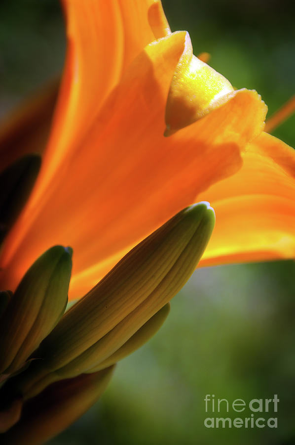 Beauty Underside Photograph By Michael Ziegler Fine Art America