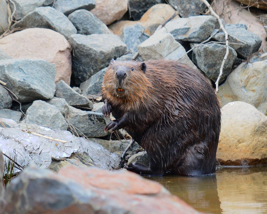 Beaver Photograph by Jonathan Hudema - Fine Art America