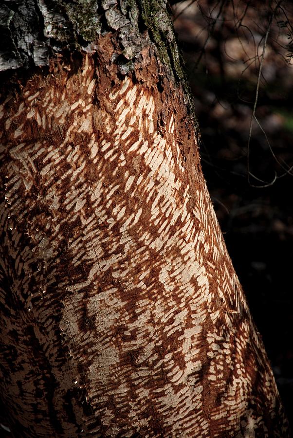 Beaver Script Photograph by Matt Fox - Fine Art America