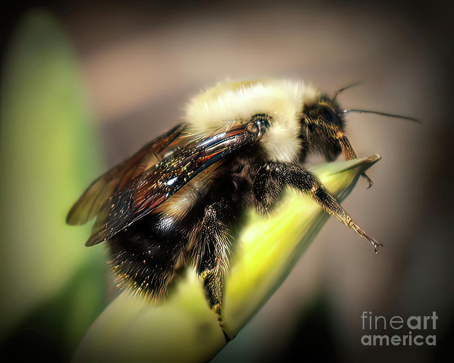 Bee Hug 1 Photograph by Daniel Beard - Fine Art America
