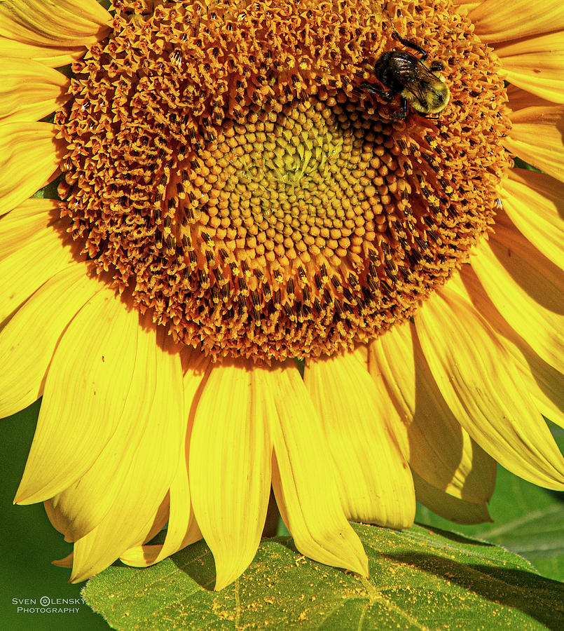 Bee on Sunflower, Pollen on Leaf Photograph by Sven Olensky - Fine Art ...