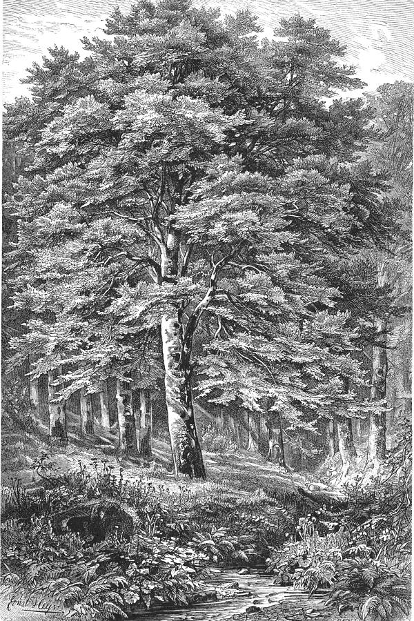 Beech Tree Digital Art by Encyclographic - Fine Art America