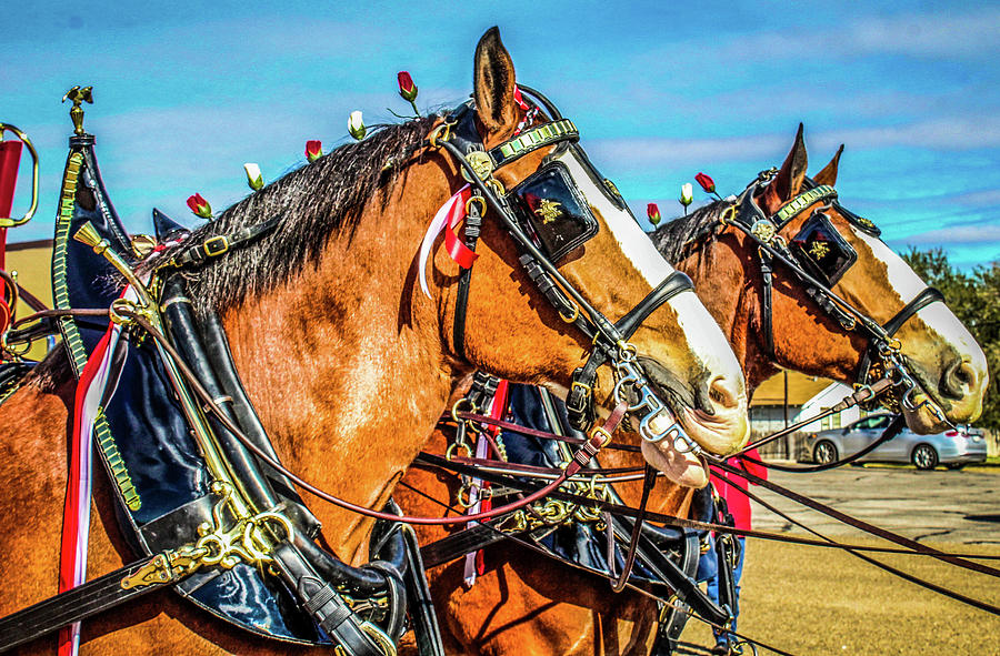 Beer Run The Budweiser Clydesdales 33 Photograph By Billy Hughes Pixels