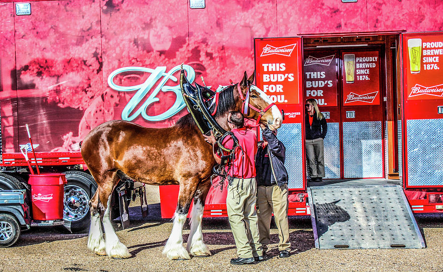 Beer Run The Budweiser Clydesdales 37 Photograph By Billy Hughes Pixels