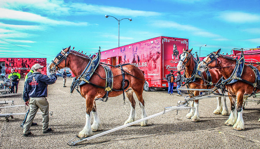 Beer Run The Budweiser Clydesdales 6 Photograph By Billy Hughes Pixels