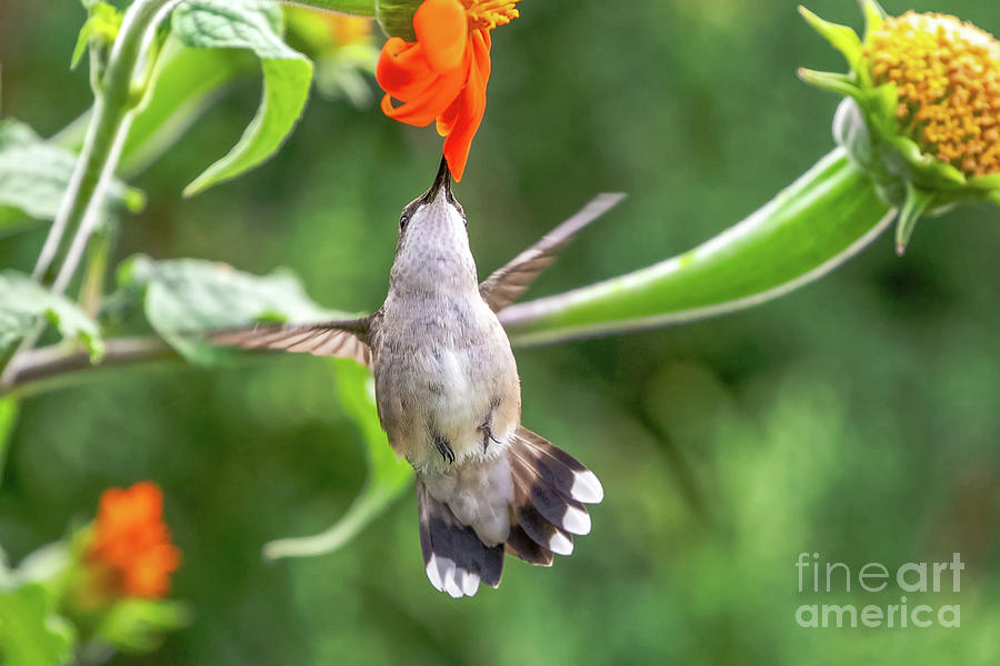 Belly up to the nectar bar Photograph by Richard Chasin - Fine Art America