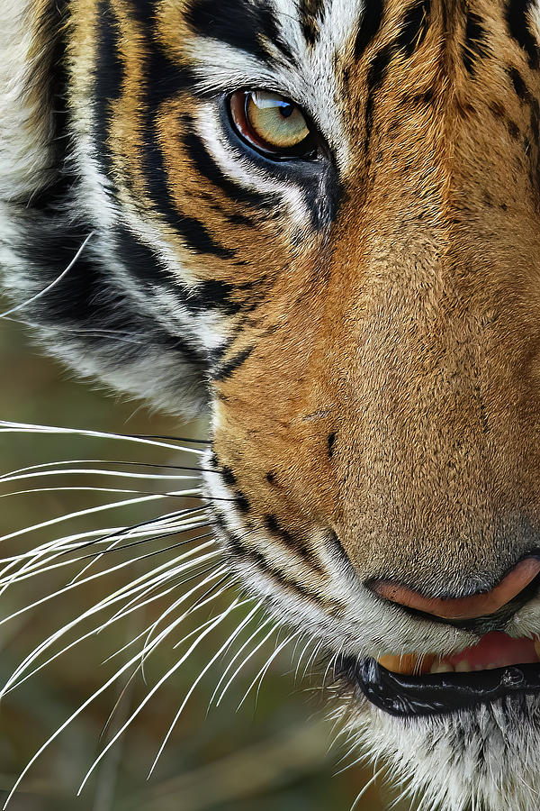 Bengal Tiger Photograph By Christopher Ciccone Pixels