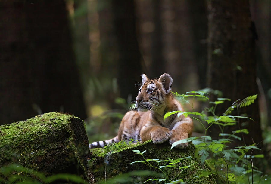 Bengal tiger cub is is resting on a tree trunk Photograph by Jaroslav ...