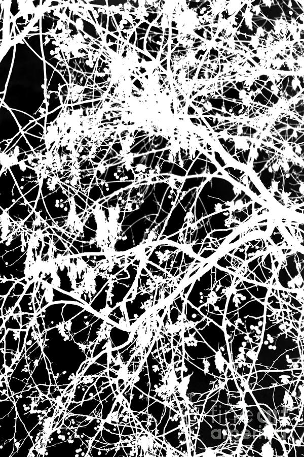 Berries and branches, monochrome inverted. Photograph by Paul Boizot ...