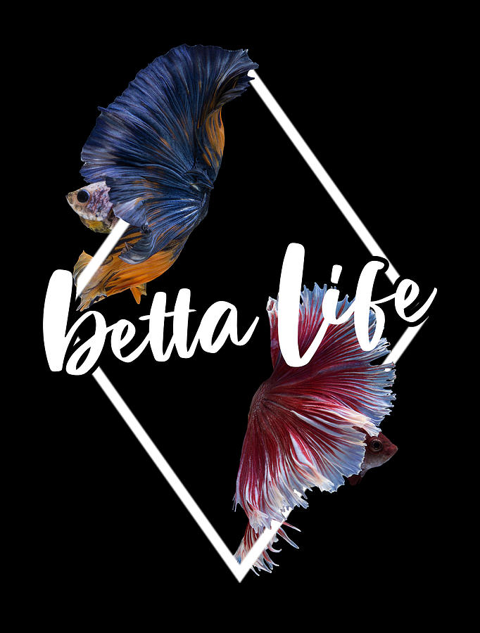 Betta Life Siamese Fighting Fish Digital Art by Jon Alderman - Fine Art ...