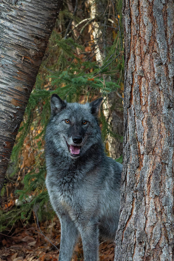 Between Two Trees Photograph by Mike Scott - Fine Art America