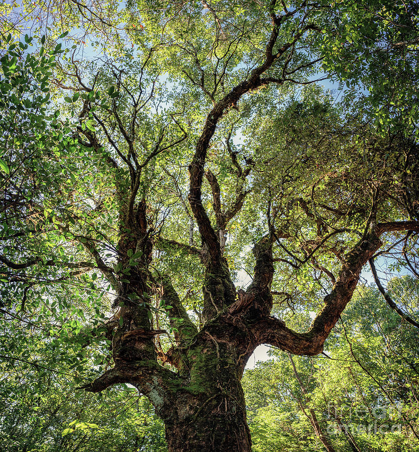 Big green tree with branch and sunlight in rainforest Photograph by ...