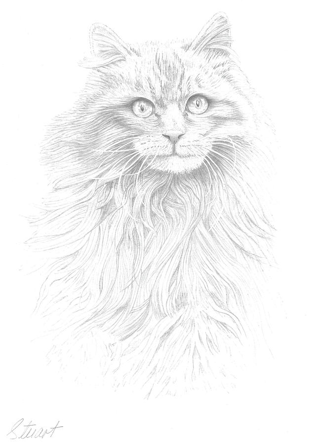 Binx Drawing by Blue Tiger Graphics | Pixels