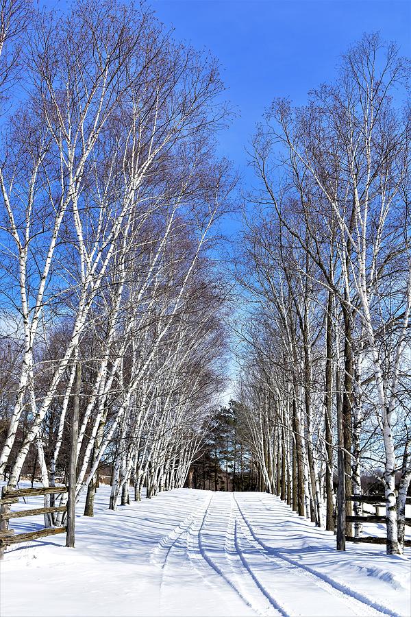 Birch Tree Path Photograph by Chris Briscoe - Fine Art America