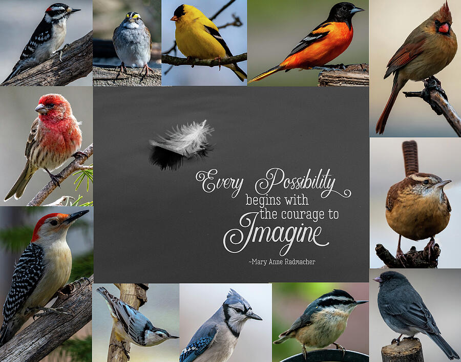 Bird Collage Photograph by Cathy Kovarik - Pixels Merch
