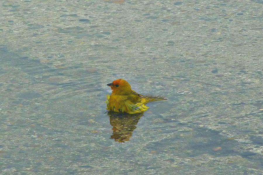 Bird in a puddle, cute animal Photograph by Decor And Wall Art - Fine ...