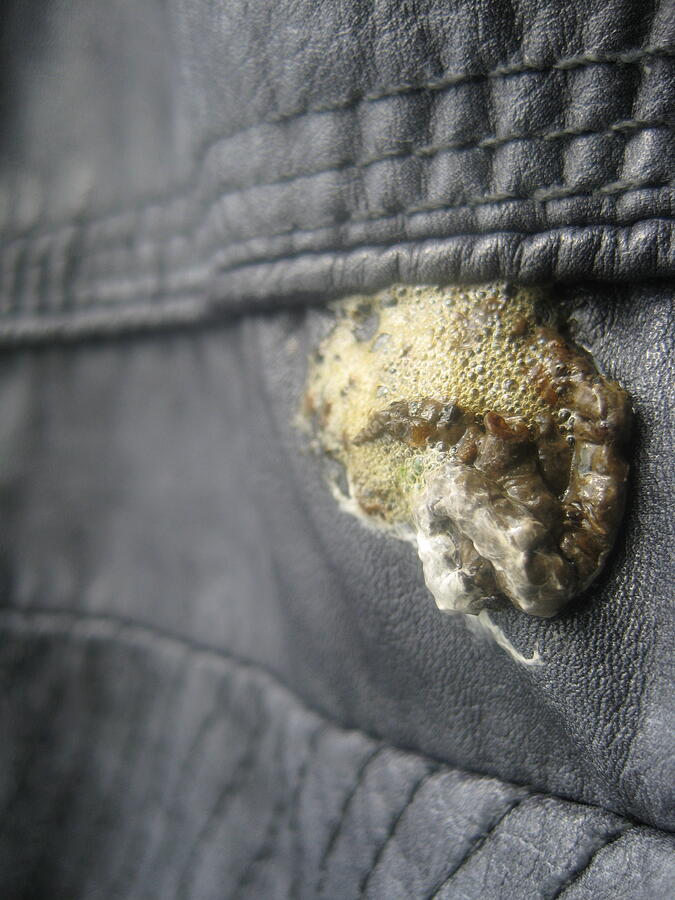 Birds poo Digital Art by Ags Ags - Fine Art America