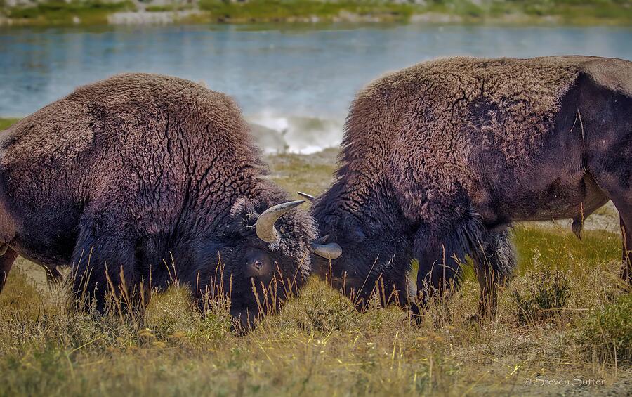 Bison 2 Photograph by Steven Sutter - Fine Art America