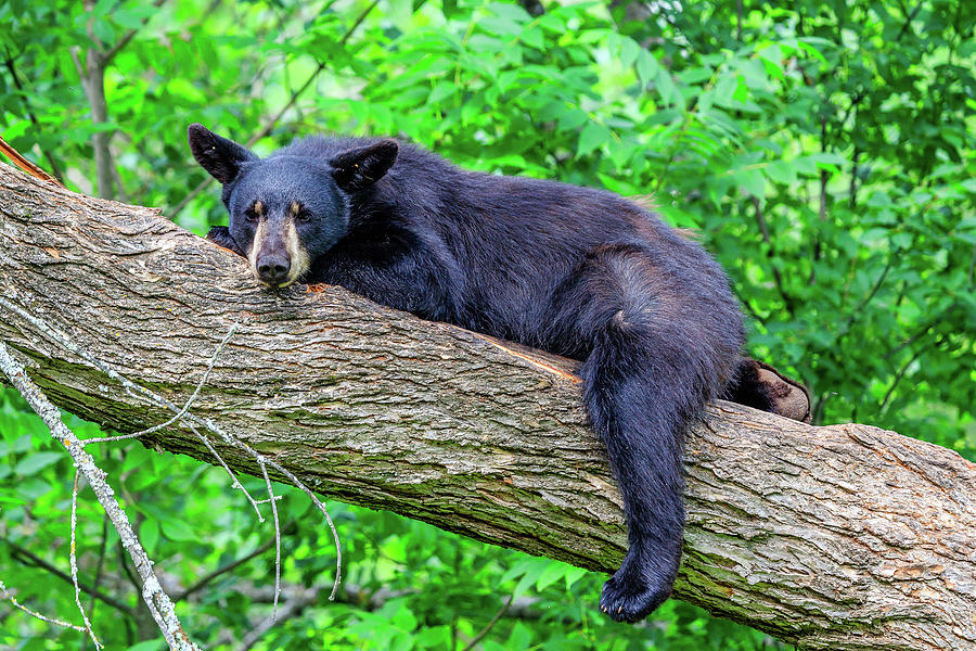 Black Bear in tree Photograph by Greg Yahr - Fine Art America