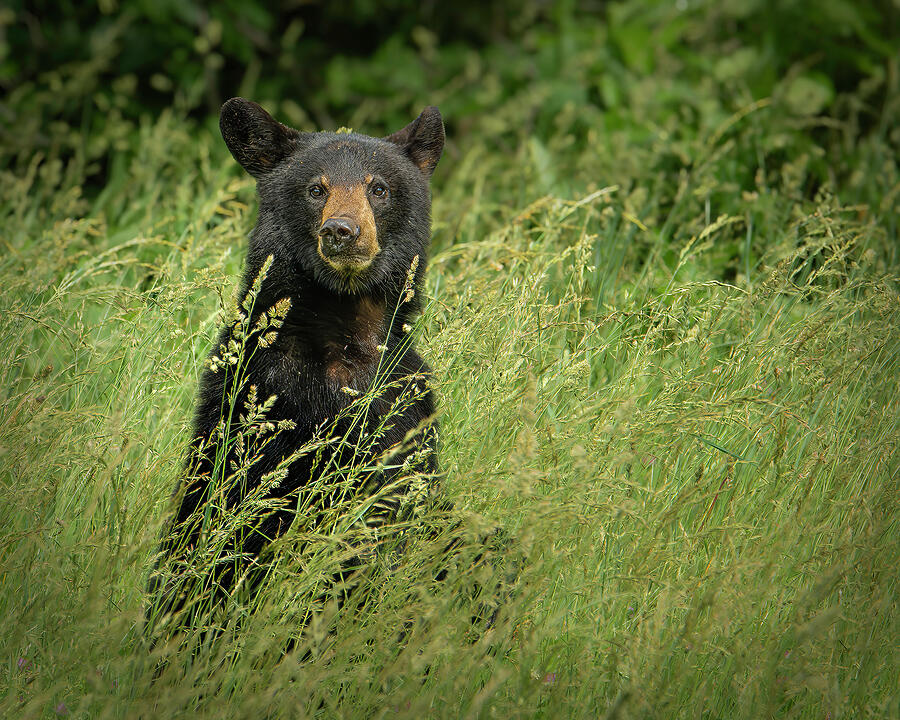 Black Bear Yearling Photograph By Roger Swieringa Fine Art America