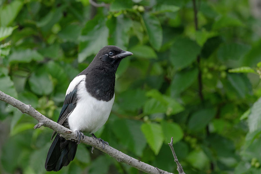 Black-billed Magpie - 2022123108 Photograph by Mike Timmons - Pixels