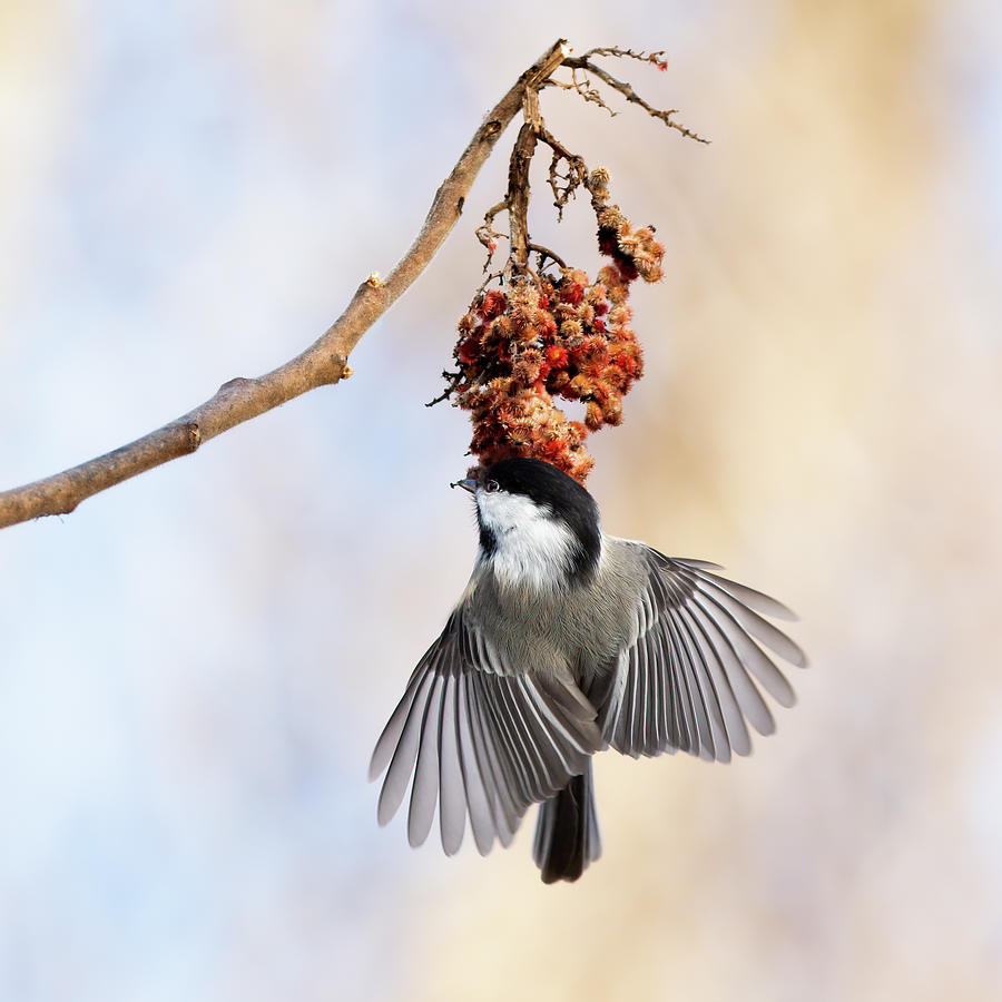 Black-Capped Chickadee 2023 03 Photograph by Judy Tomlinson - Pixels