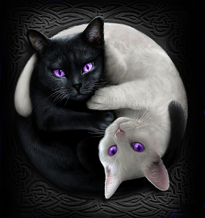 Black Cat And White Cat Digital Art by Lac Lac - Fine Art America