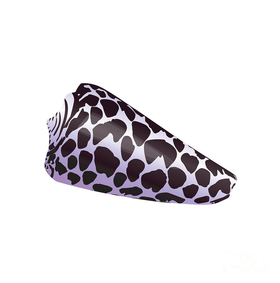Black Cone Shell Digital Art by Kathryn Yoder - Fine Art America