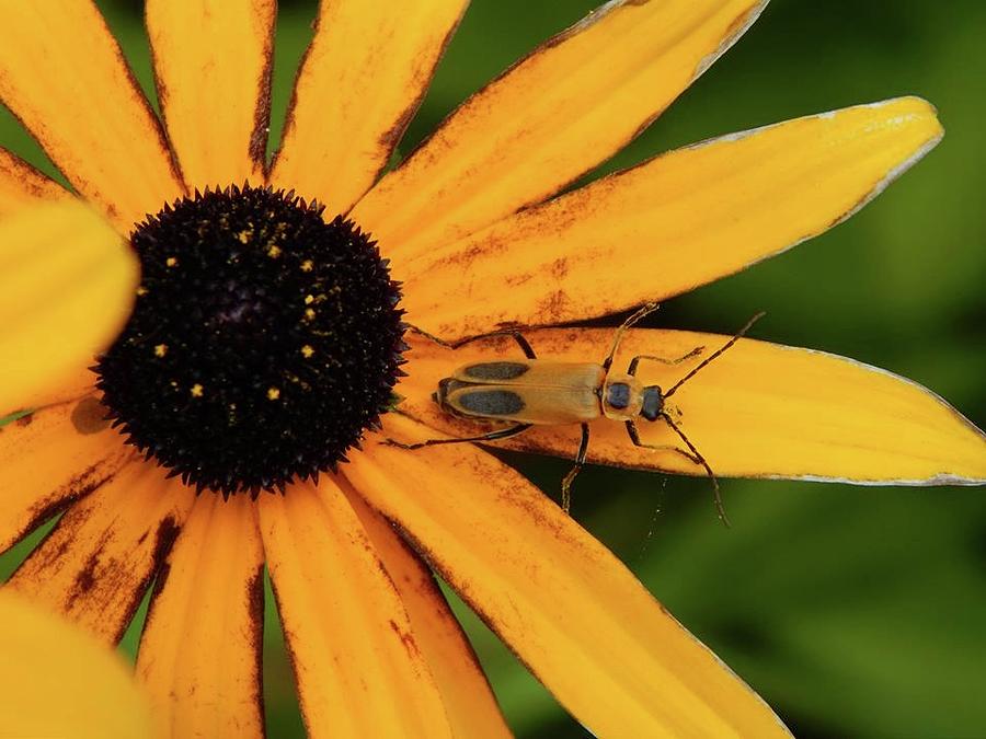 Black Eyed Susan Visitor Photograph by Michael Newbold - Fine Art America Black Eyed Susan Visitor Photograph by Michael Newbold - Fine Art America