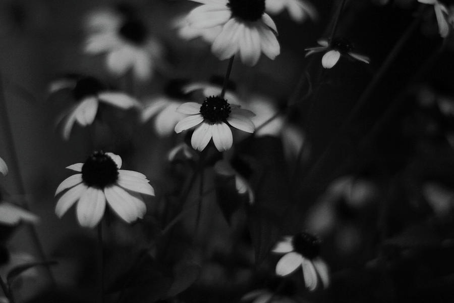 Black Eyed Susans At Night Photograph By Nadine Mot Mitchell Fine Art America