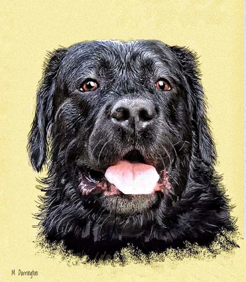 Black labrador Digital Art by Michael Darrington - Fine Art America