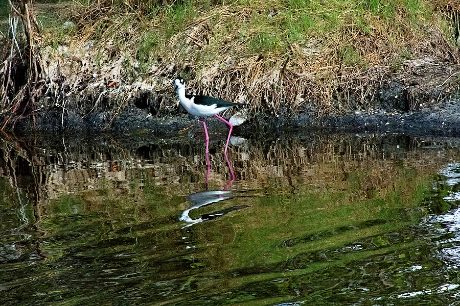 Black Necked Stilt at MINWR Photograph by Heron And Fox - Fine Art America
